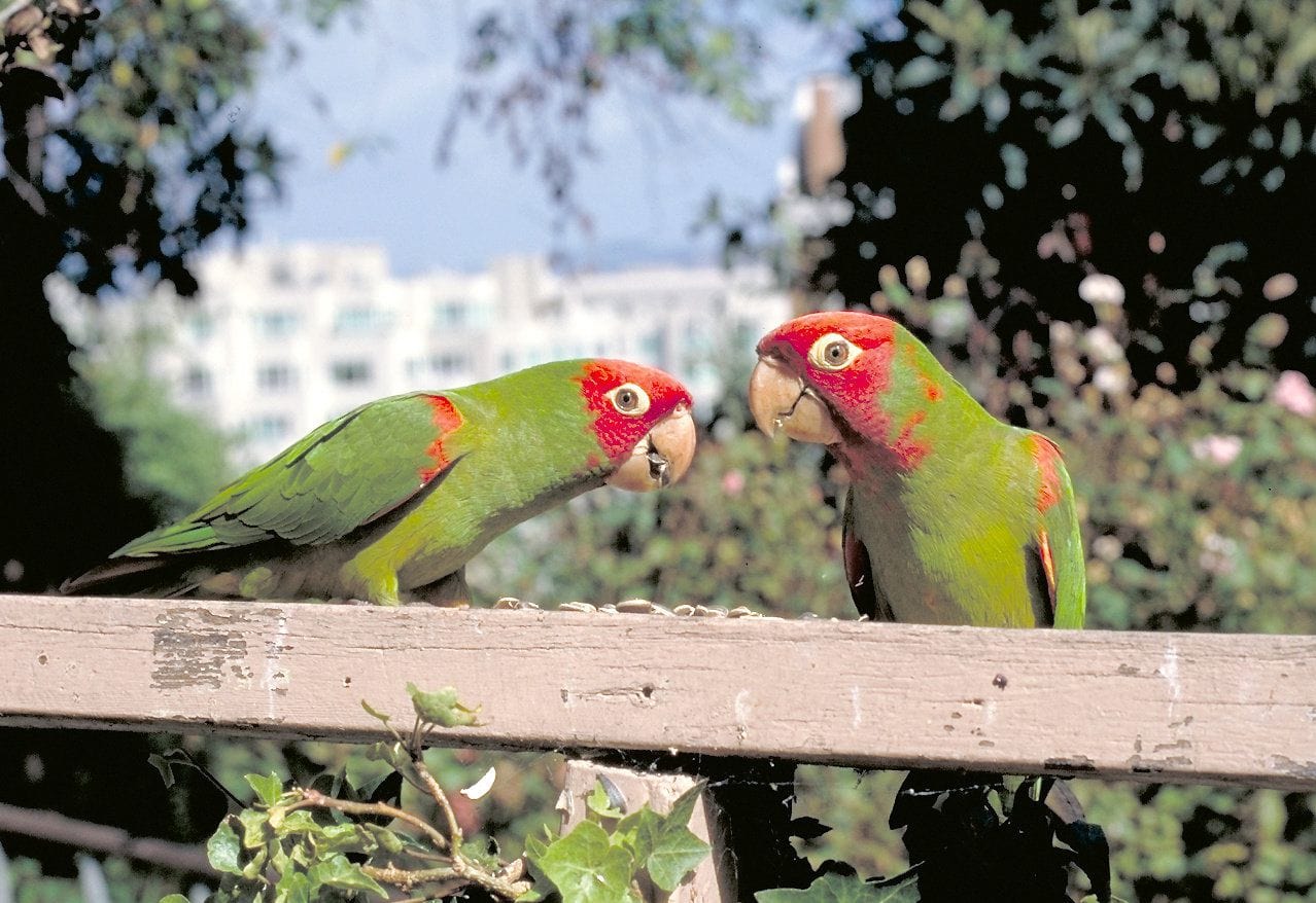Parrots of telegraph hill store